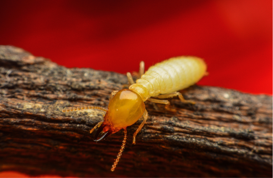 Termites in Michigan: What You Need to Know|Billy.com